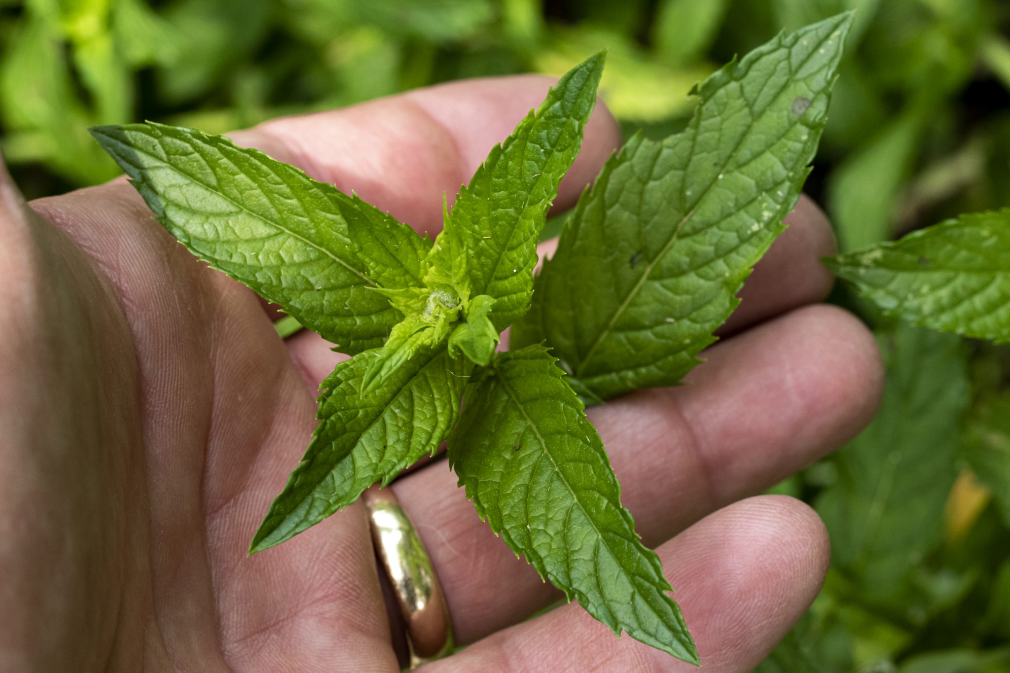Growing Sweet, Seductive Mint - Countryside